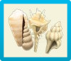 Shell Partition Recipe and Required Materials | ACNH - Animal Crossing ...