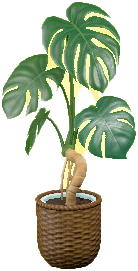 Monstera Price and Color Variations | ACNH - Animal Crossing: New ...